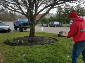 Injection Root Feeding – Treat Your Trees - Paramount Landscaping