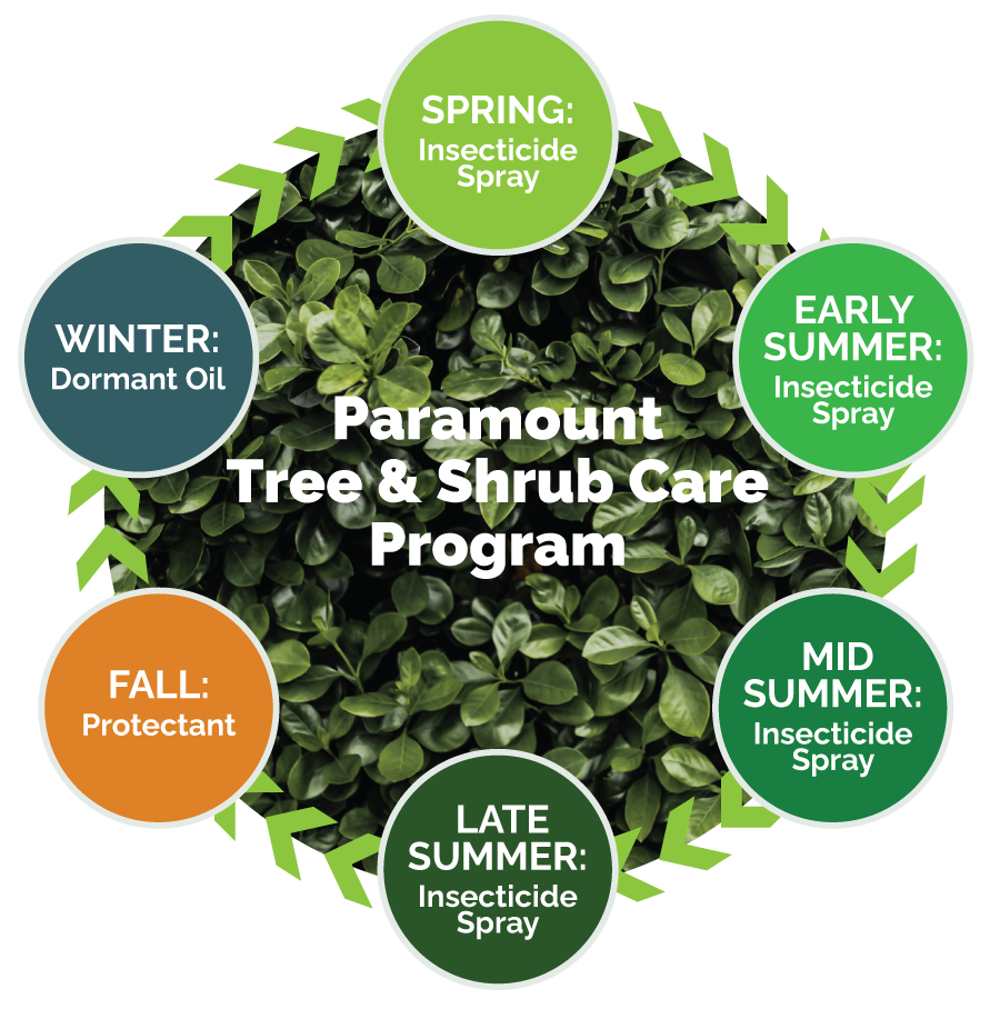 Tree and Shrub Care - Paramount Landscaping