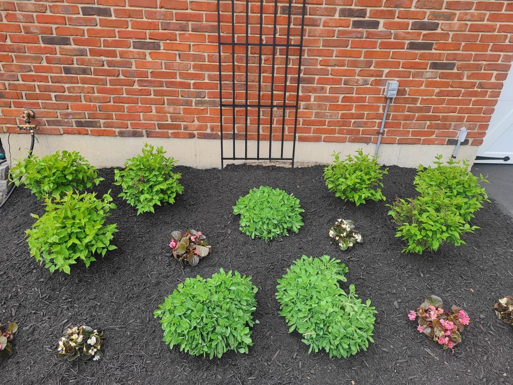 10 Reasons to Mulch Your Garden Beds - Paramount Landscaping