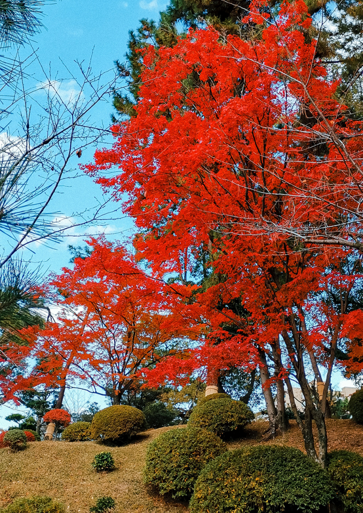 Fall Landscape Ideas for Cincinnati Homes - Paramount Landscaping