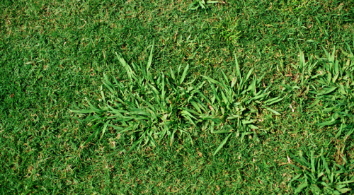 Crabgrass Preventer: With Paramount, It’s Not Too Late - Paramount ...