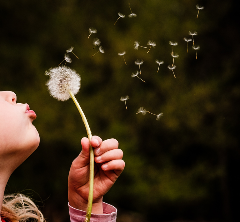 Dandelion Weed Control in Ohio - Paramount Landscaping