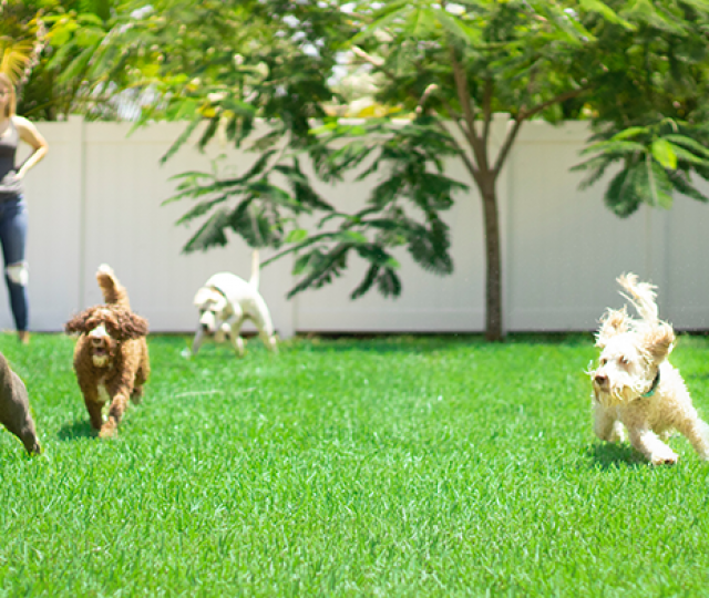 Fall Over-Seeding - Paramount Landscaping