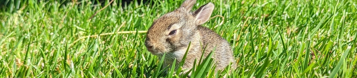 Bob the Bunny - Paramount Landscaping