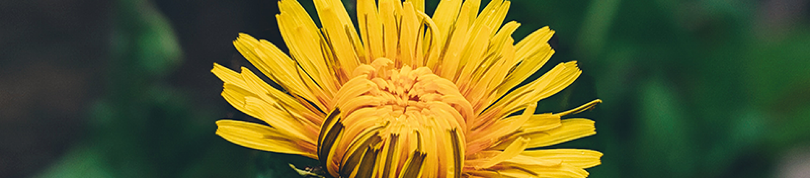 Dandelion Weed Control in Ohio - Paramount Landscaping