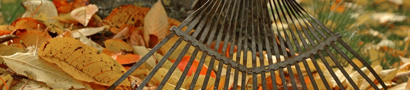 The How’s And Why’s Of Fall Leaf Removal - Paramount Landscaping
