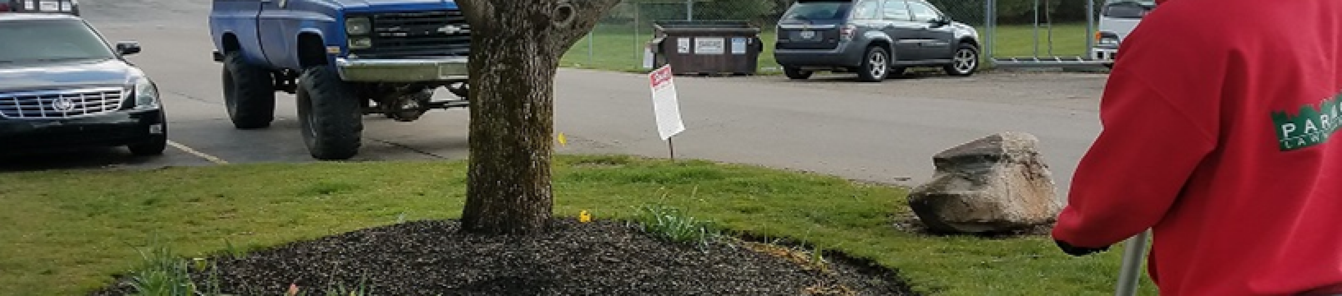 Injection Root Feeding – Treat Your Trees - Paramount Landscaping