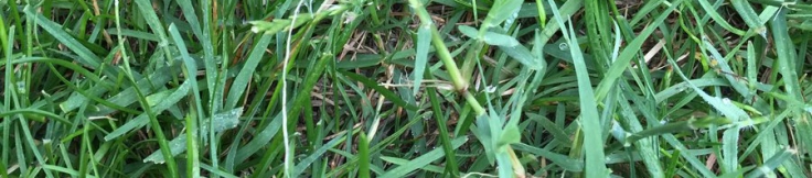 Nimblewill-Another Pesky Weed - Paramount Landscaping