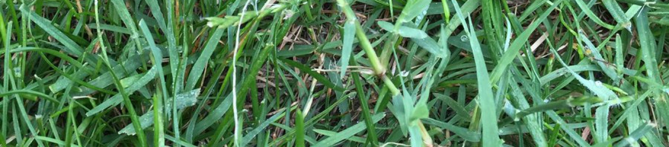 Nimblewill-Another Pesky Weed - Paramount Landscaping