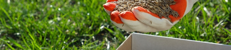 Fall Over-Seeding - Paramount Landscaping