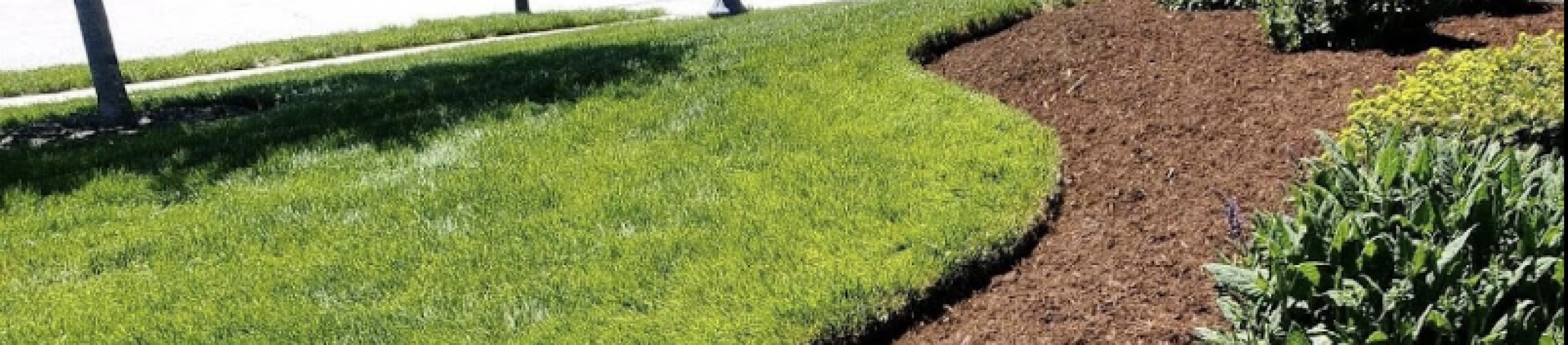 Spring Lawn Aeration for a Healthy Year - Paramount Landscaping