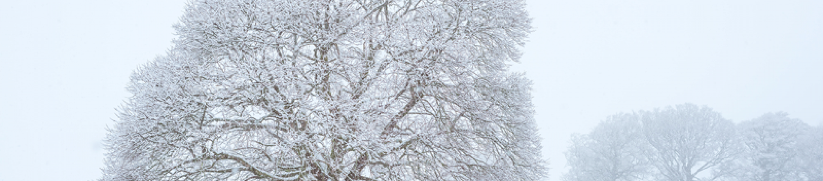 Tree and Shrub Fertilizer in the Winter? - Paramount Landscaping